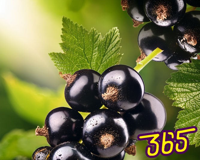 365 - Blackcurrant – Vegetable Glycerine