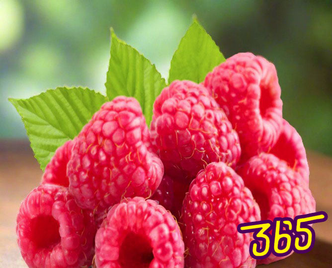 365 - Raspberry Gum – Vegetable Glycerine